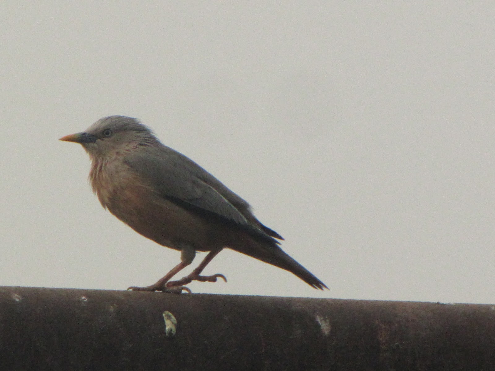 nature rambles: A Brown Shrike & A Starling